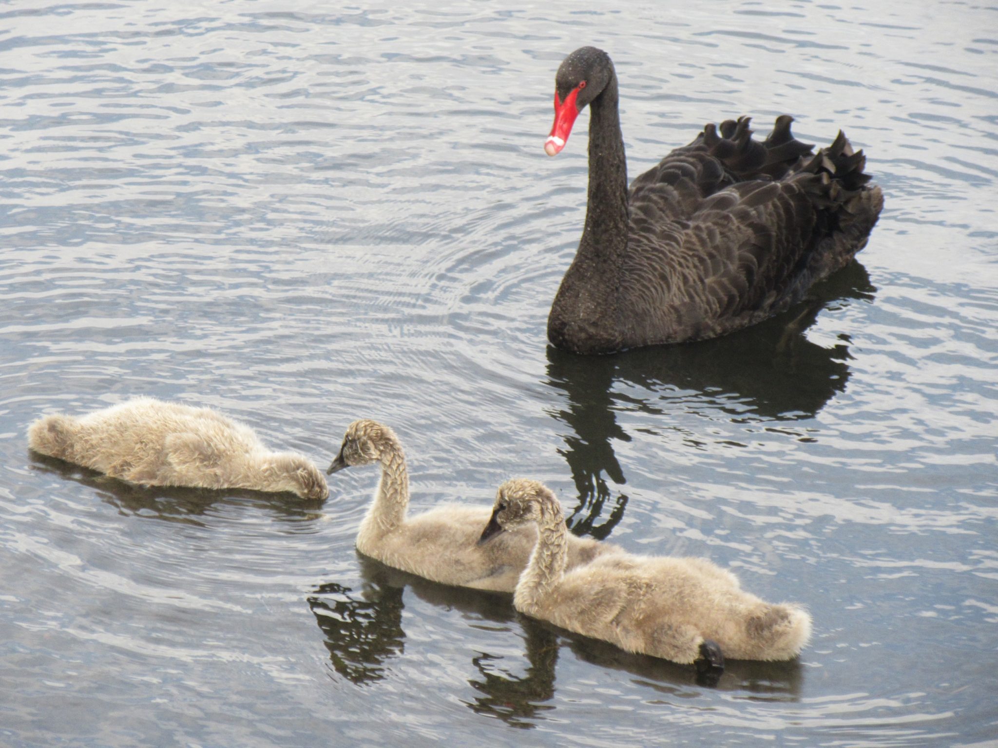 About the Swan